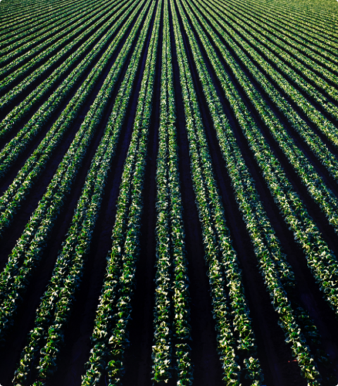 DeGroot Vegetable Farms | Over 70 Years of Farming